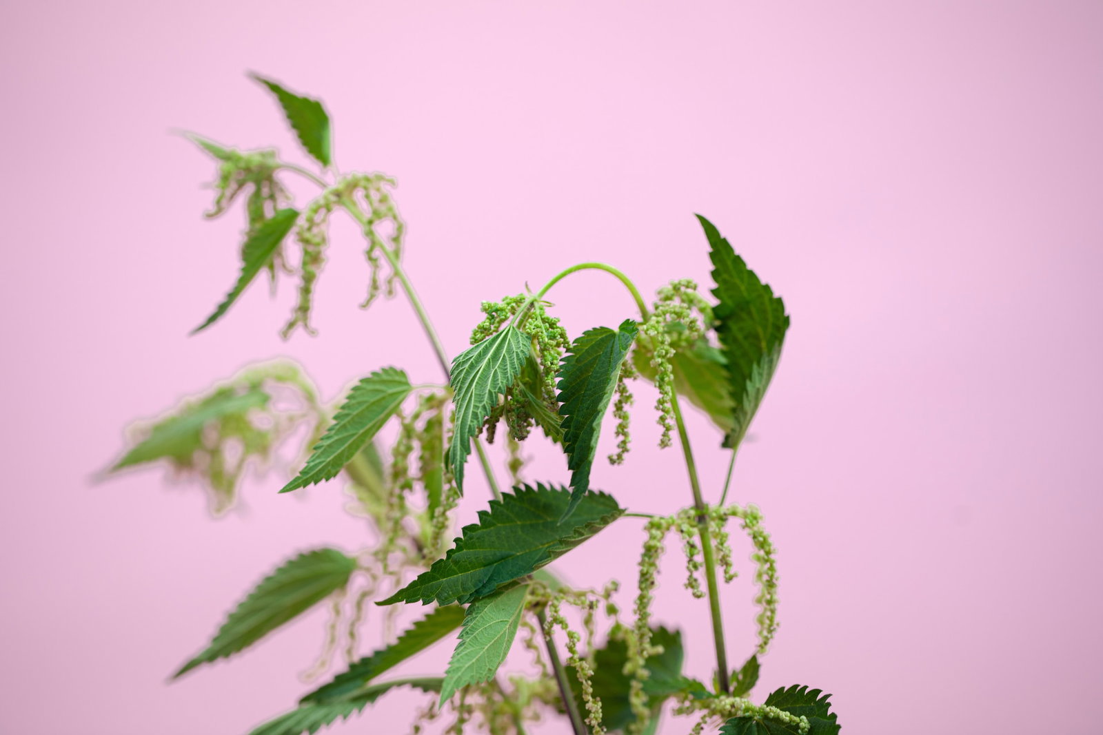 L’Ortie et Ses Bienfaits | Les Secrets de La Plante Qui Pique